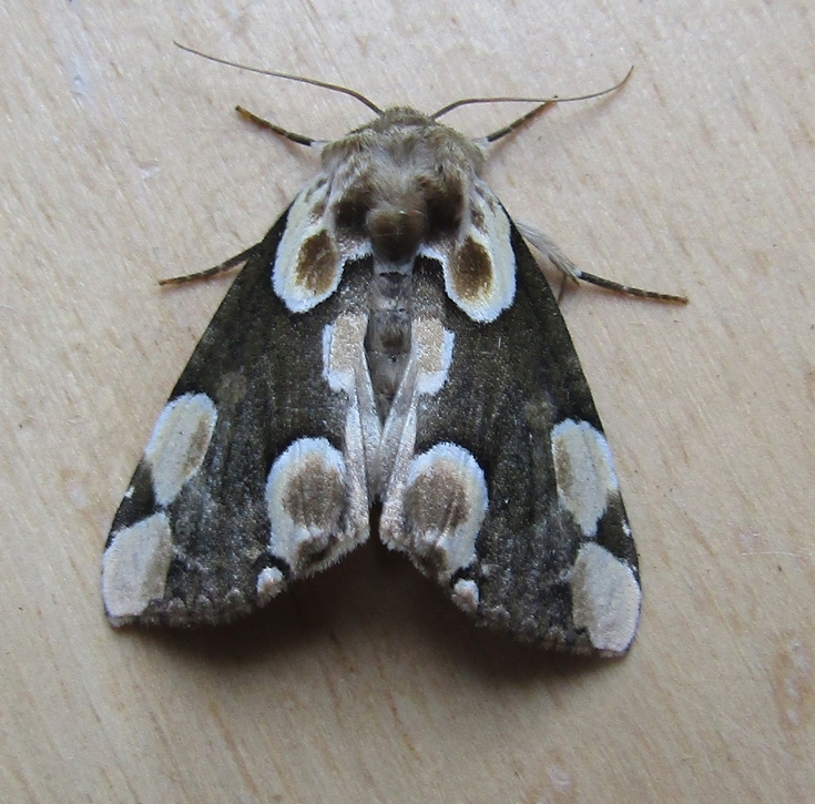 Mothing in Wiltshire | Wiltshire Wildlife Trust